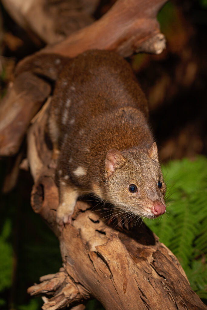 A,Closeup,Of,A,Cute,Tiger,Quoll,,Also,Known,As - Land for Wildlife
