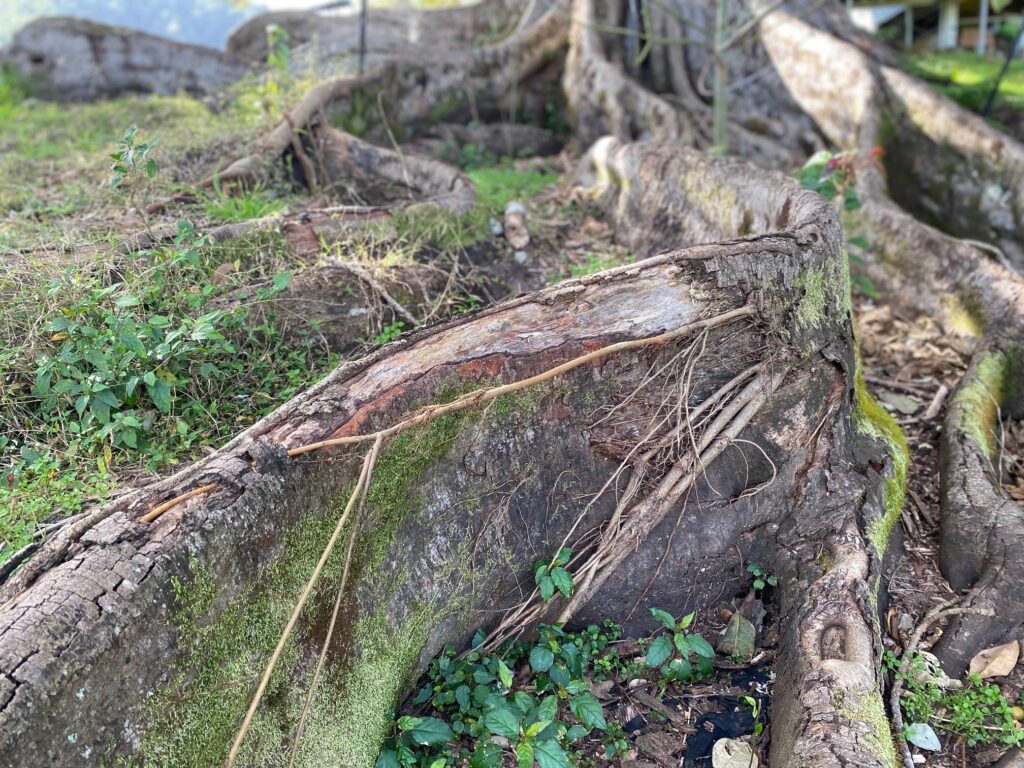 Caring for a Sunburnt Fig - Land for Wildlife