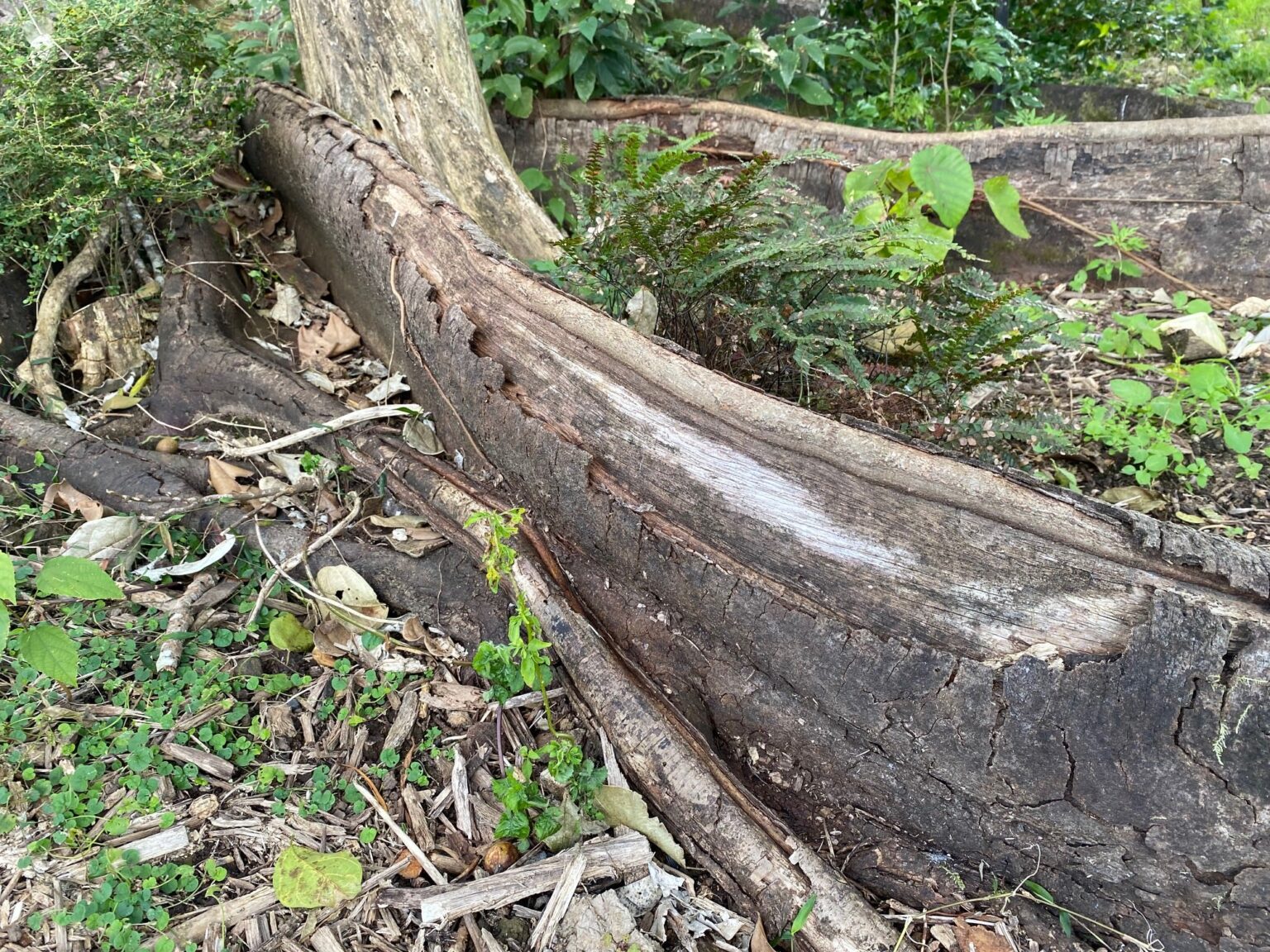 Caring for a Sunburnt Fig - Land for Wildlife