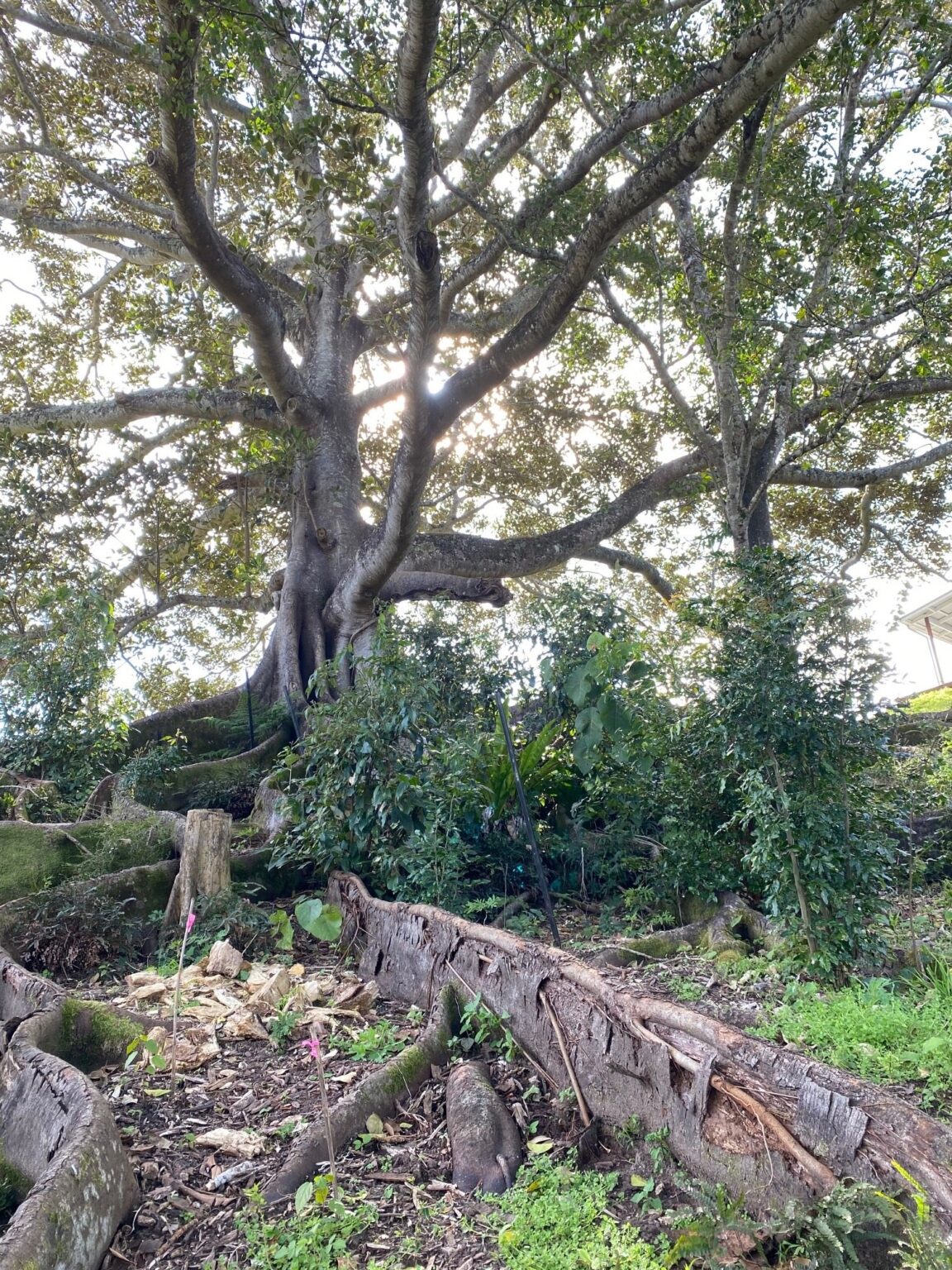 Caring for a Sunburnt Fig - Land for Wildlife