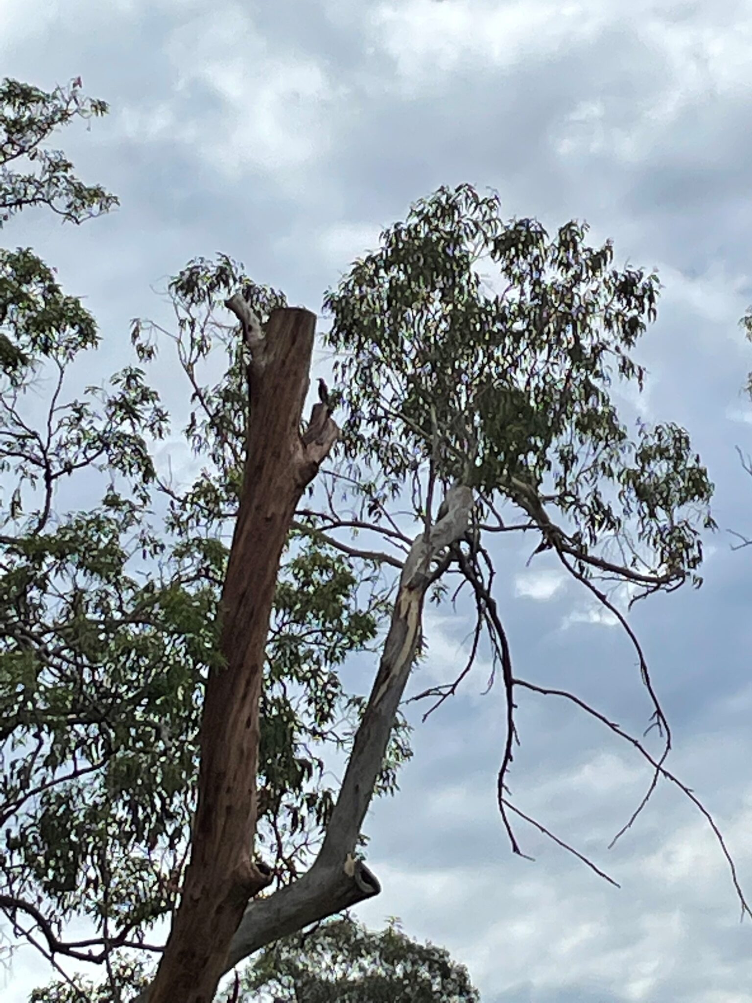 Koalas and Koala Bells - Land for Wildlife
