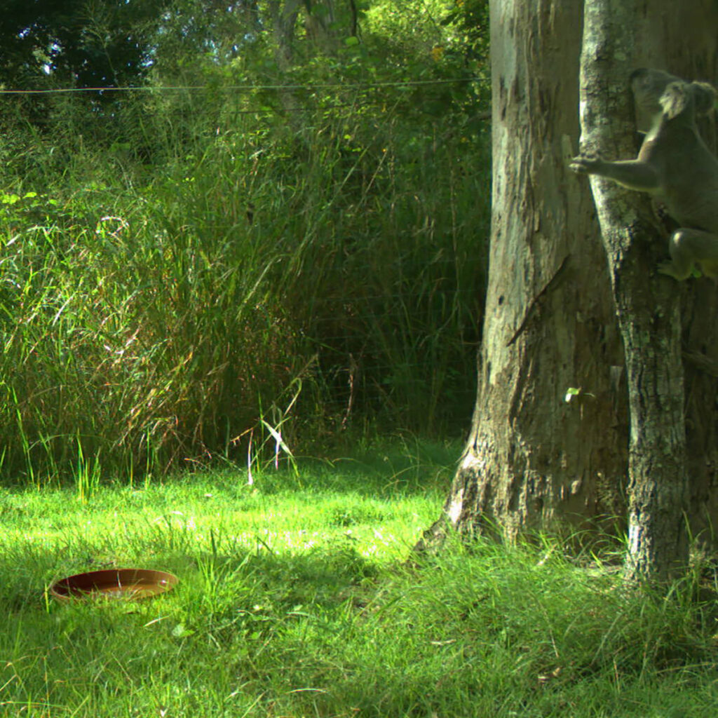 Koalas and Koala Bells - Land for Wildlife