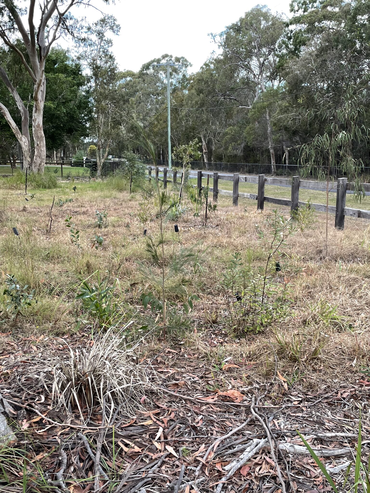 Koalas and Koala Bells - Land for Wildlife