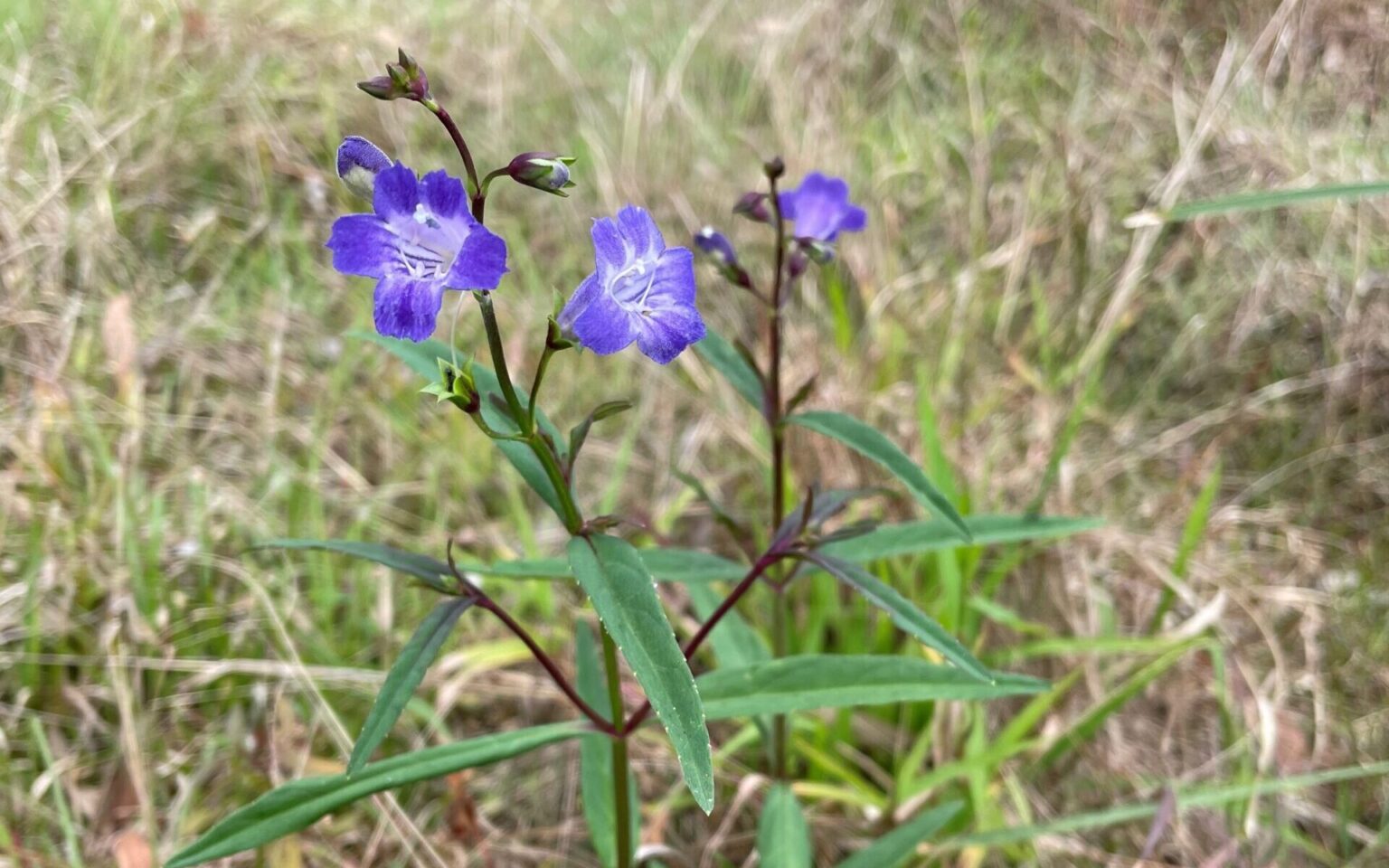 Koalas and Koala Bells - Land for Wildlife