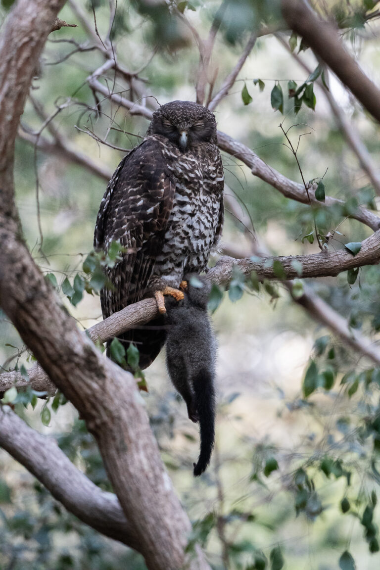 Powerful Owl Monitoring Project - Land for Wildlife