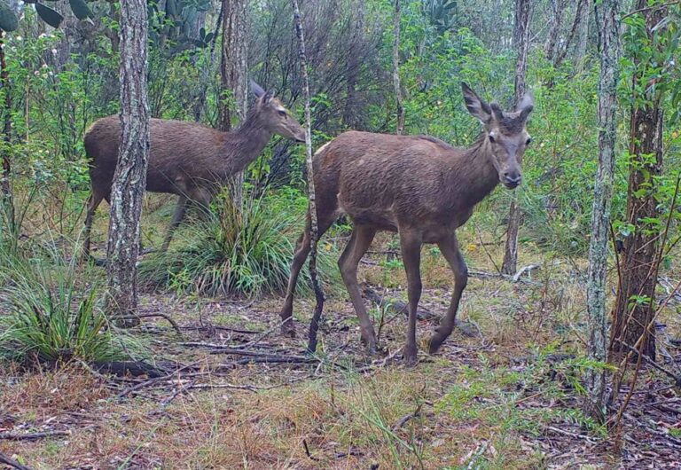 Feral Deer in SEQ - Land for Wildlife