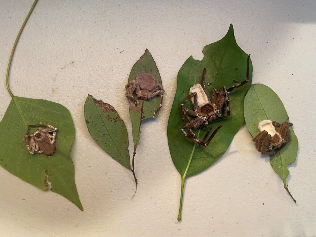 Spider Fungi_Heteropoda spp - Land for Wildlife