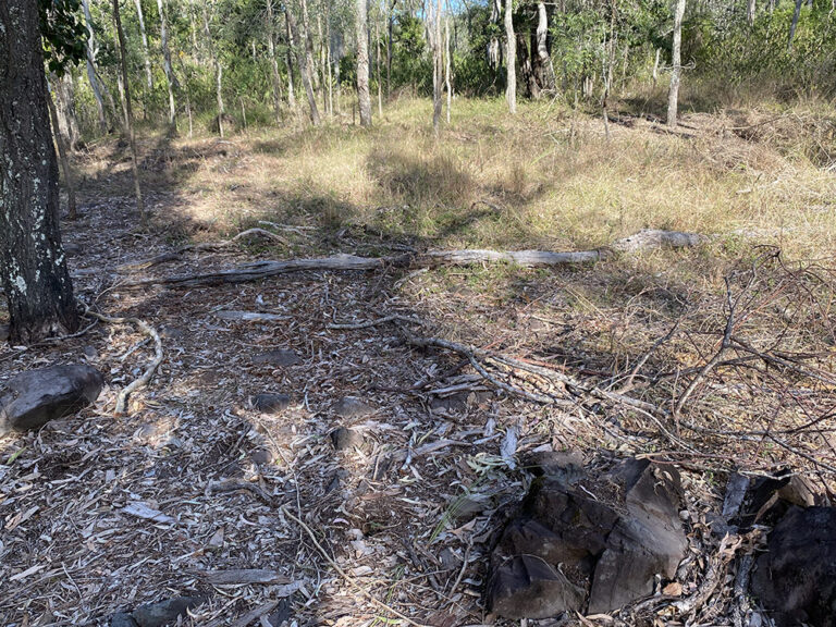Collared Delma Habitat Enhancement - Land for Wildlife