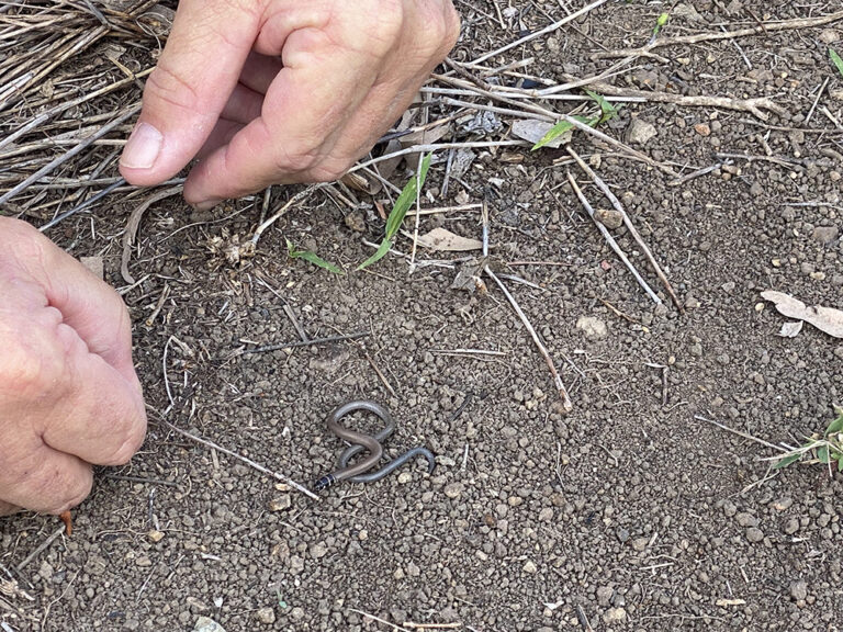 Collared Delma Habitat Enhancement - Land for Wildlife