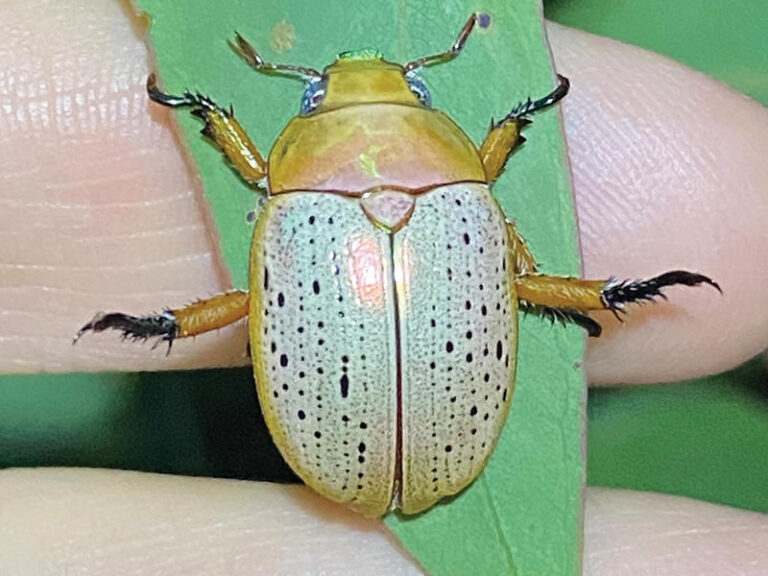 Christmas Beetles: Are they in decline? - Land for Wildlife