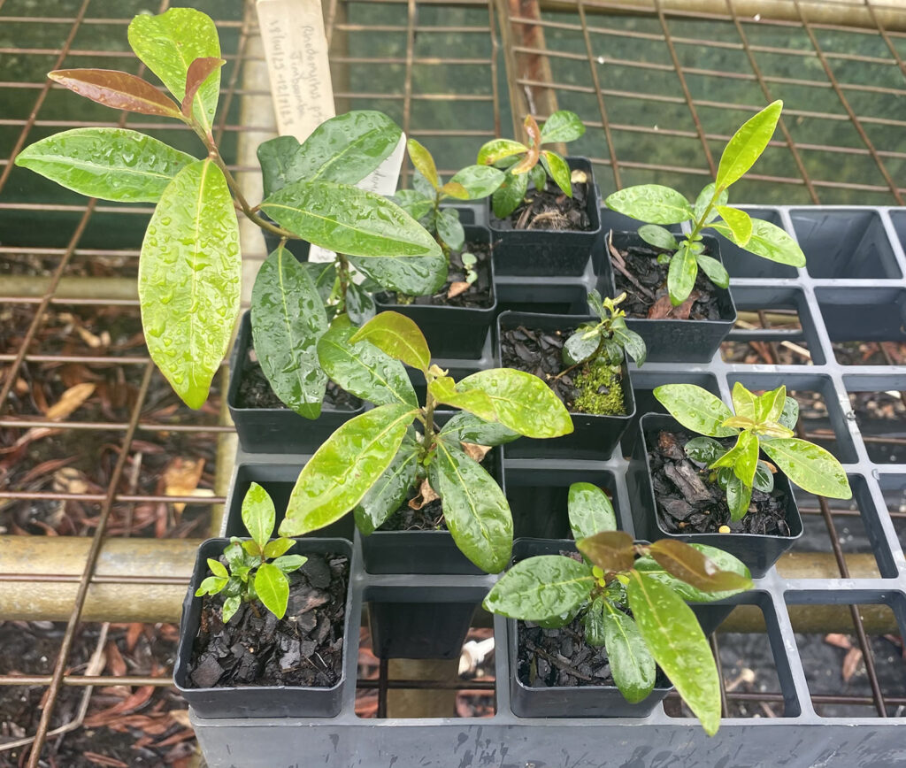 Native Guava in Logan showing signs of Myrtle Rust resistance - Land ...