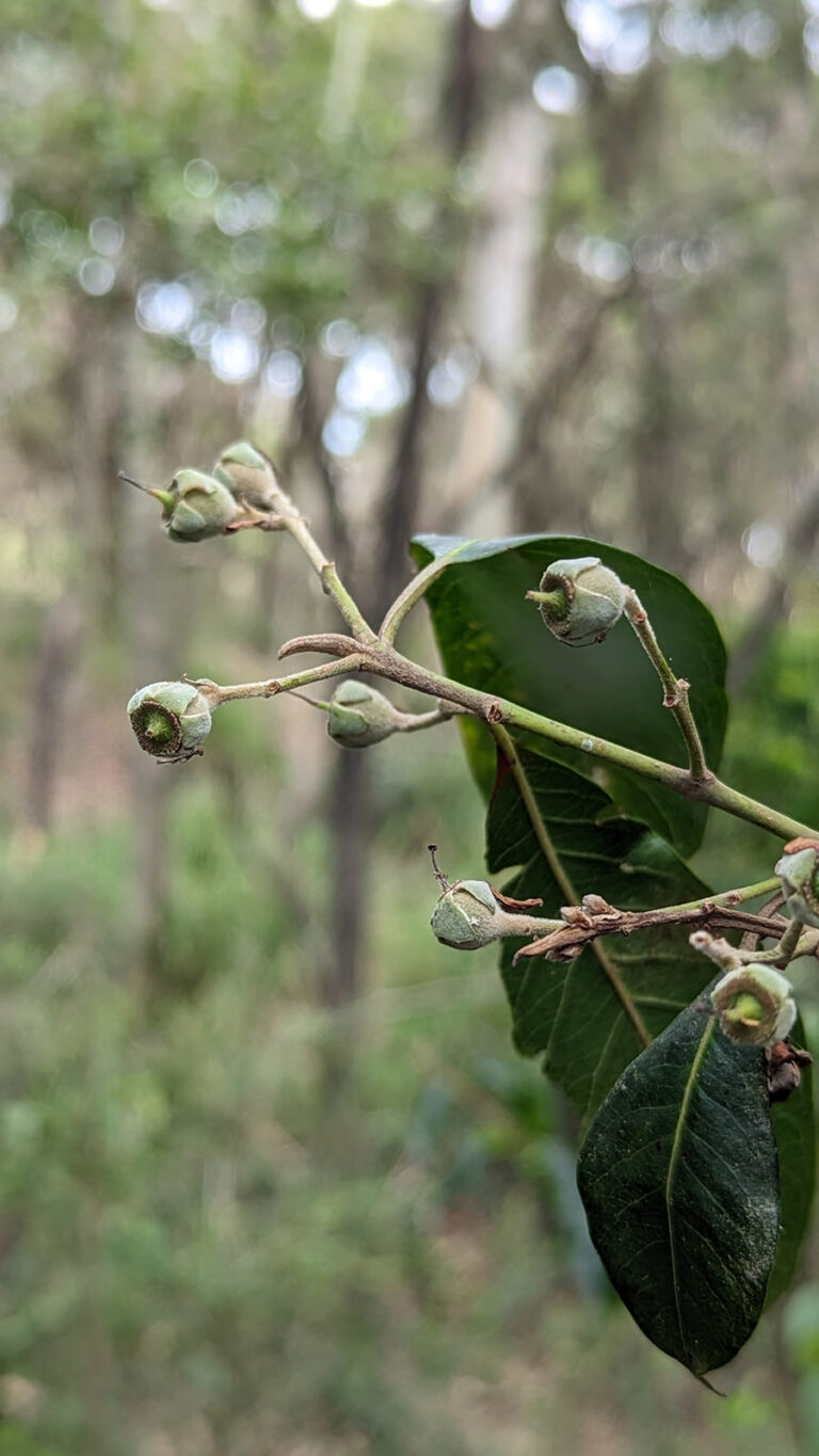 NativeGuava3 - Land for Wildlife