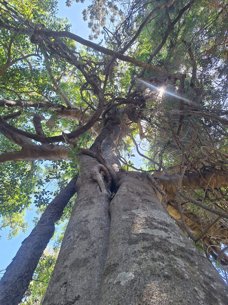 Restoring the Rosewood Scrub - Land for Wildlife