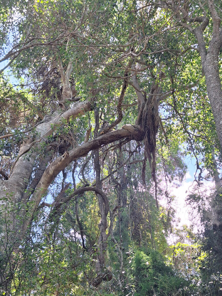 Restoring the Rosewood Scrub - Land for Wildlife